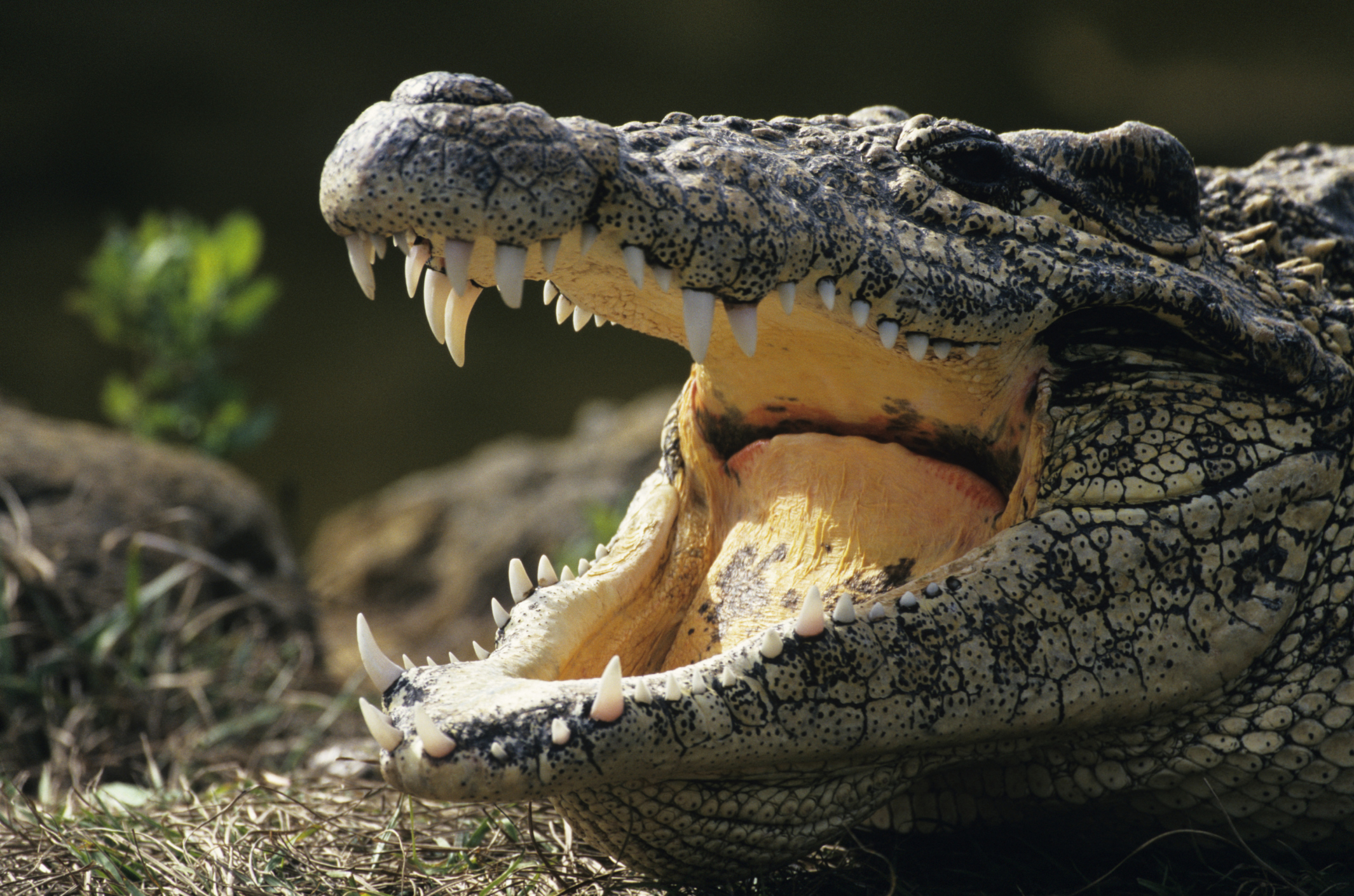 Cocodrilos de dientes sensibles – KISS FM