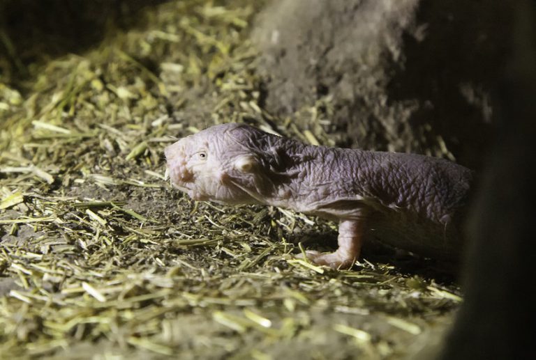 La rata topo, protagonista – KISS FM