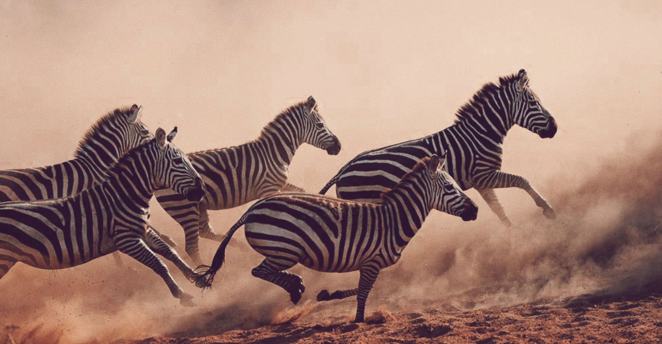 El secreto de las rayas en los animales – KISS FM