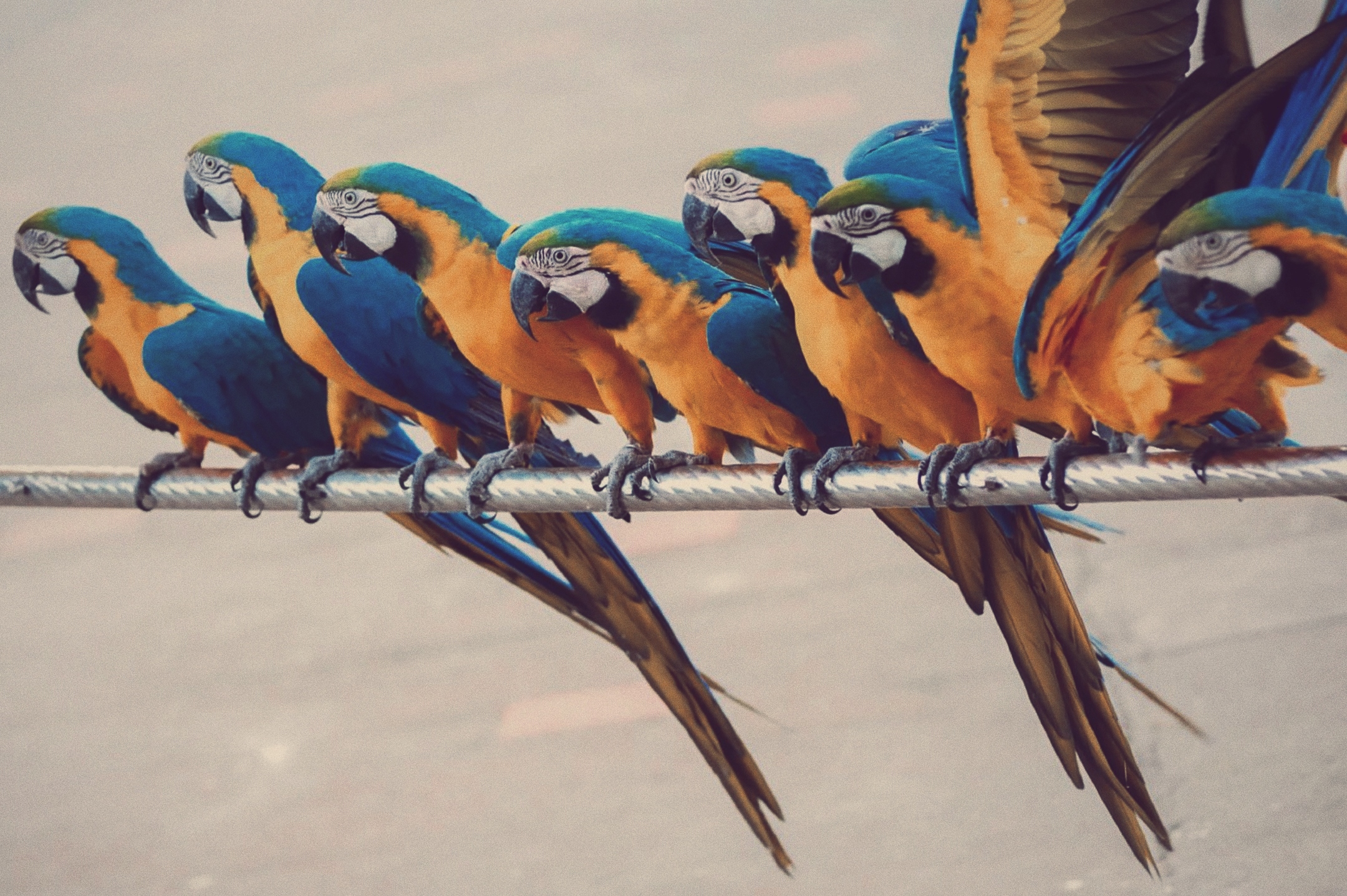 Loros y cuervos: las aves más inteligentes – KISS FM