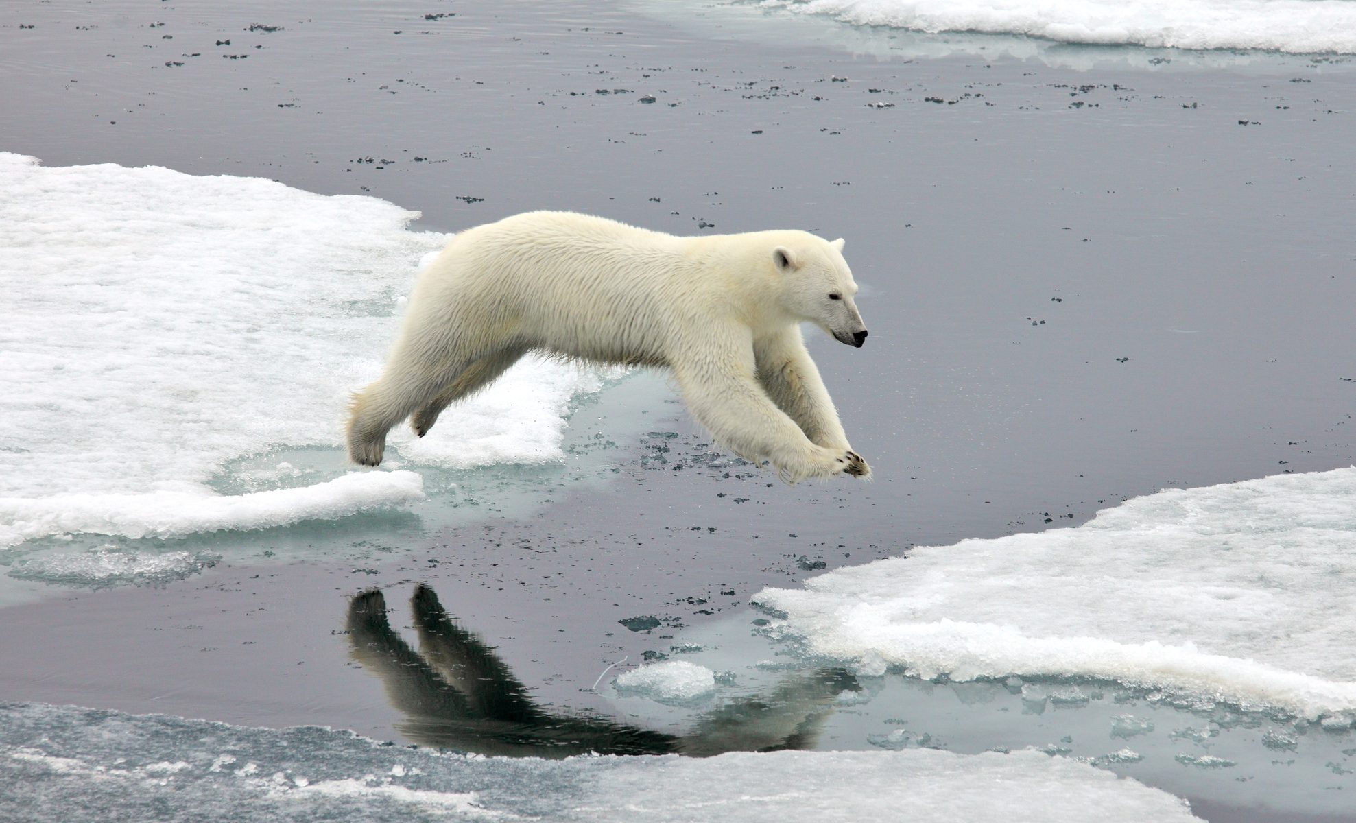 El cambio climático altera el comportamiento de los animales del Ártico ...