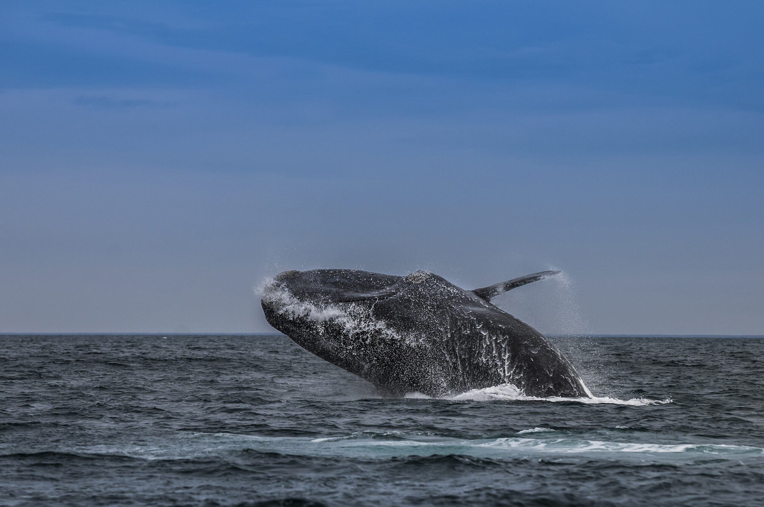 Las ballenas francas están menguado de tamaño – KISS FM