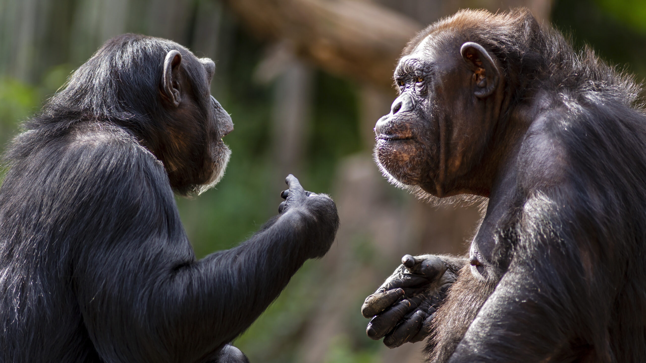 ¿Cómo se comunican los chimpancés? – KISS FM
