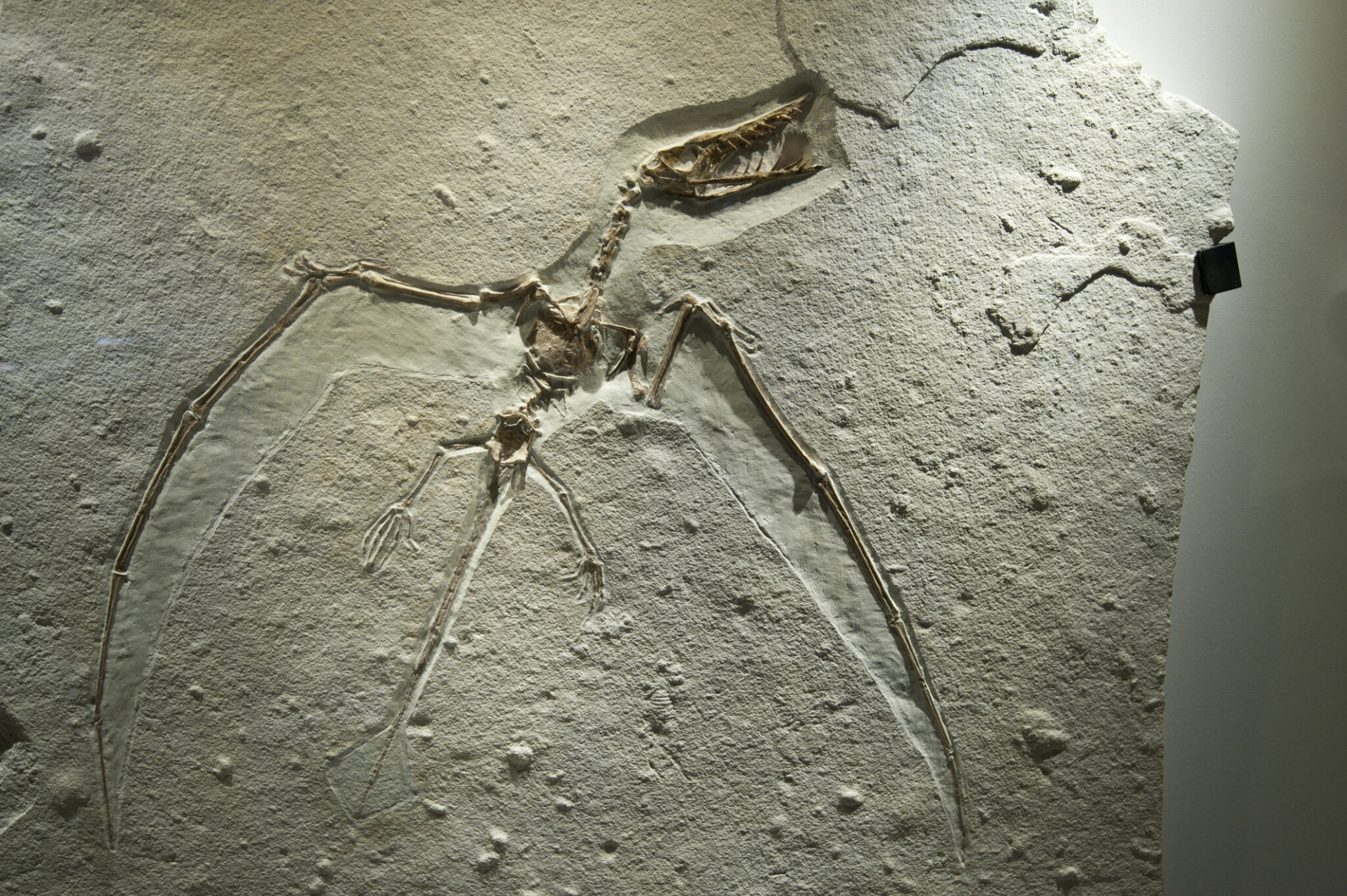 Así eran las primeras aves – KISS FM