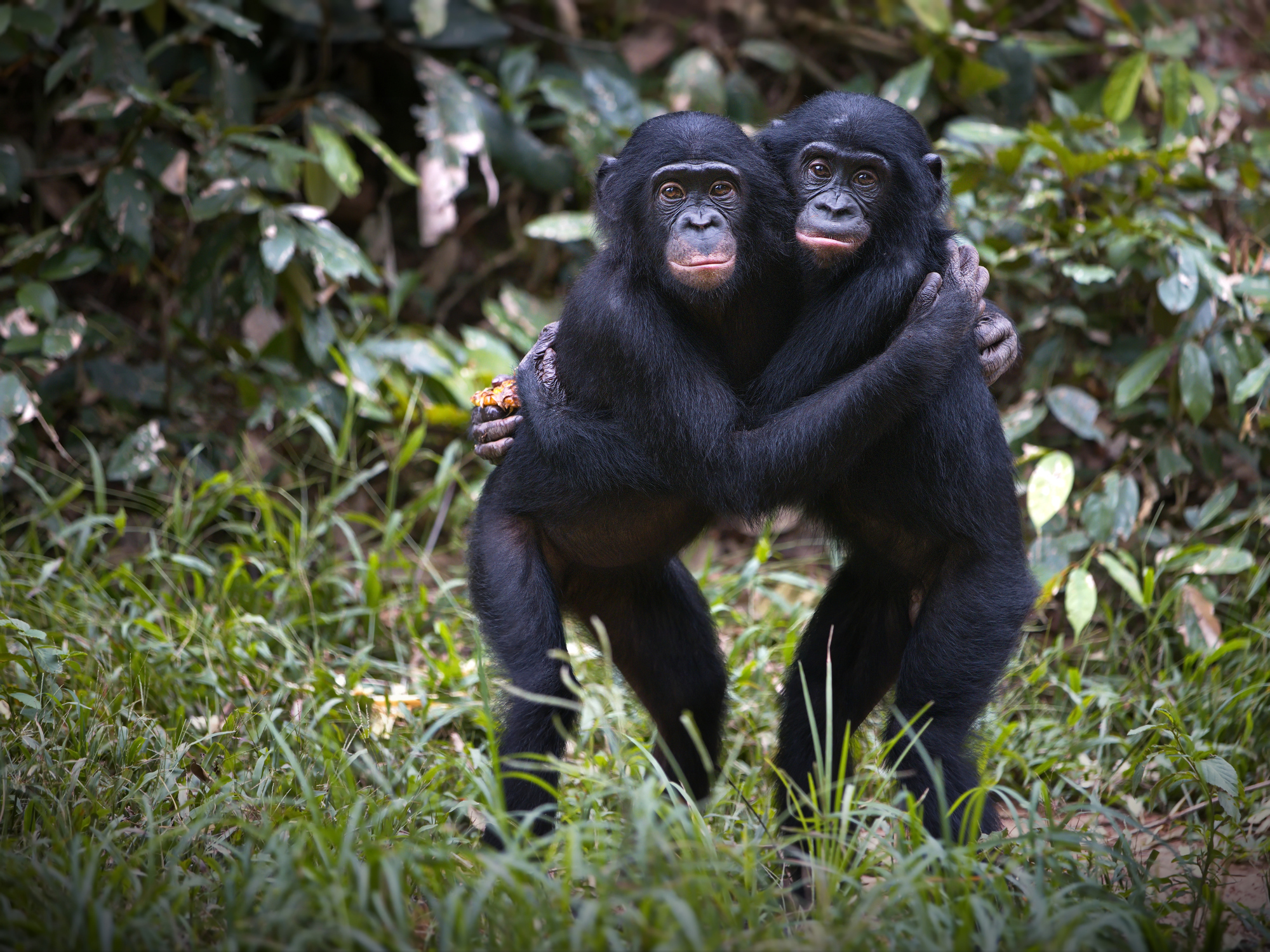 Interesante descubrimiento sobre los bonobos – KISS FM