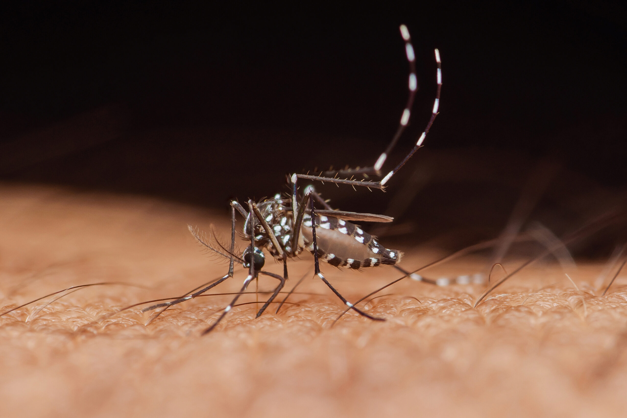 Por qué los mosquitos te pican más a ti y cómo evitarlo – KISS FM