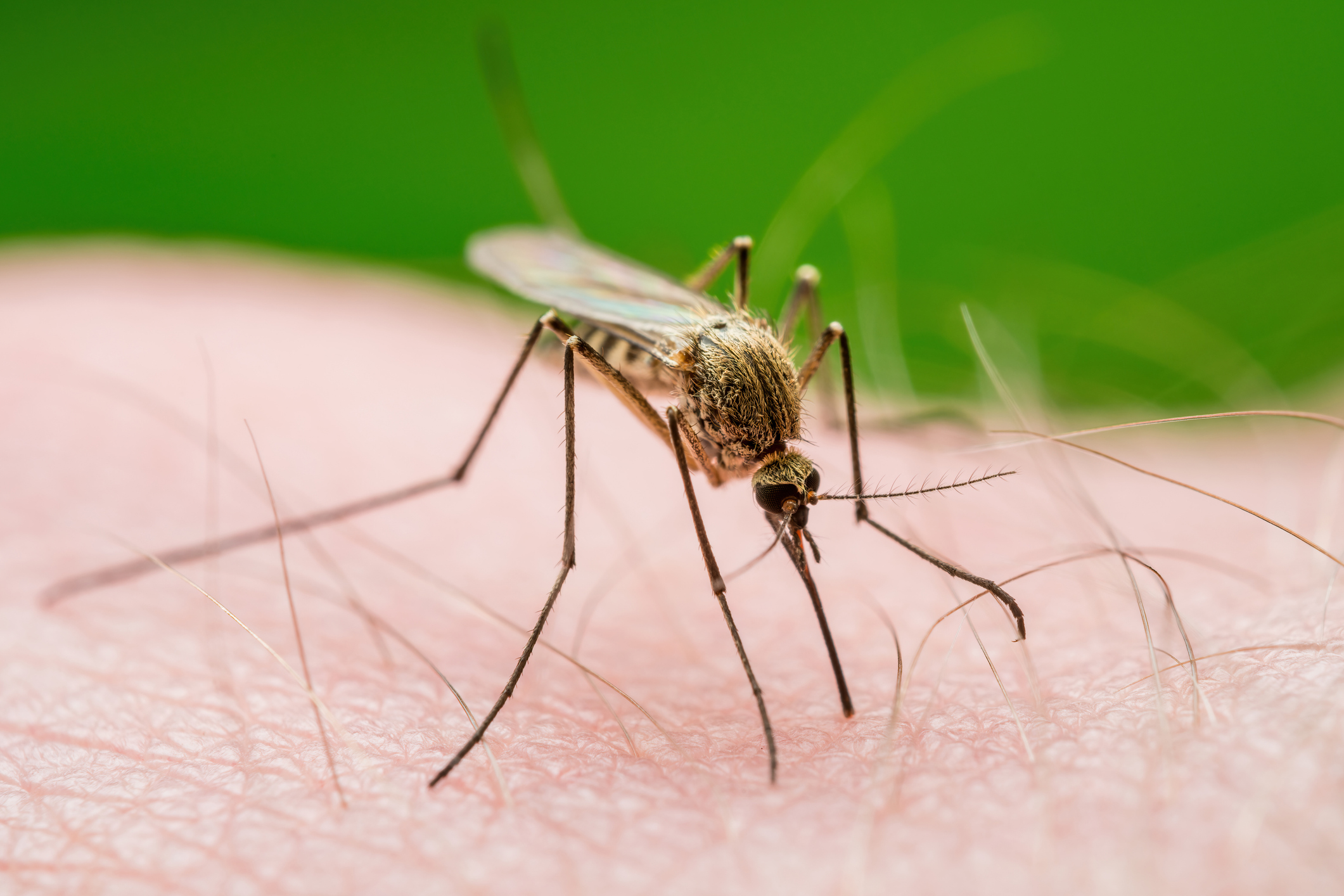 Y a ti ¿por qué no te pican los mosquitos? – KISS FM